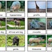 Animals of the Seven Continents Montessori 3-part Cards PDF ...