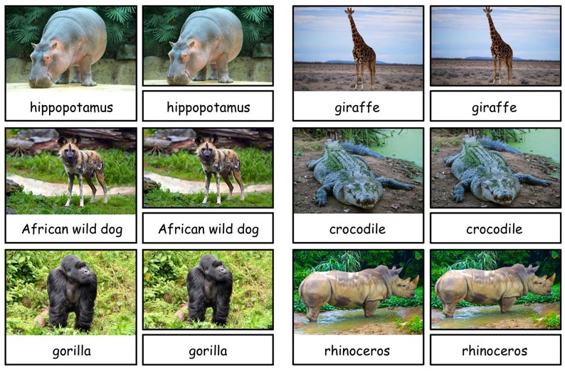 Animals of the Seven Continents Montessori 3-part cards PDF | Etsy