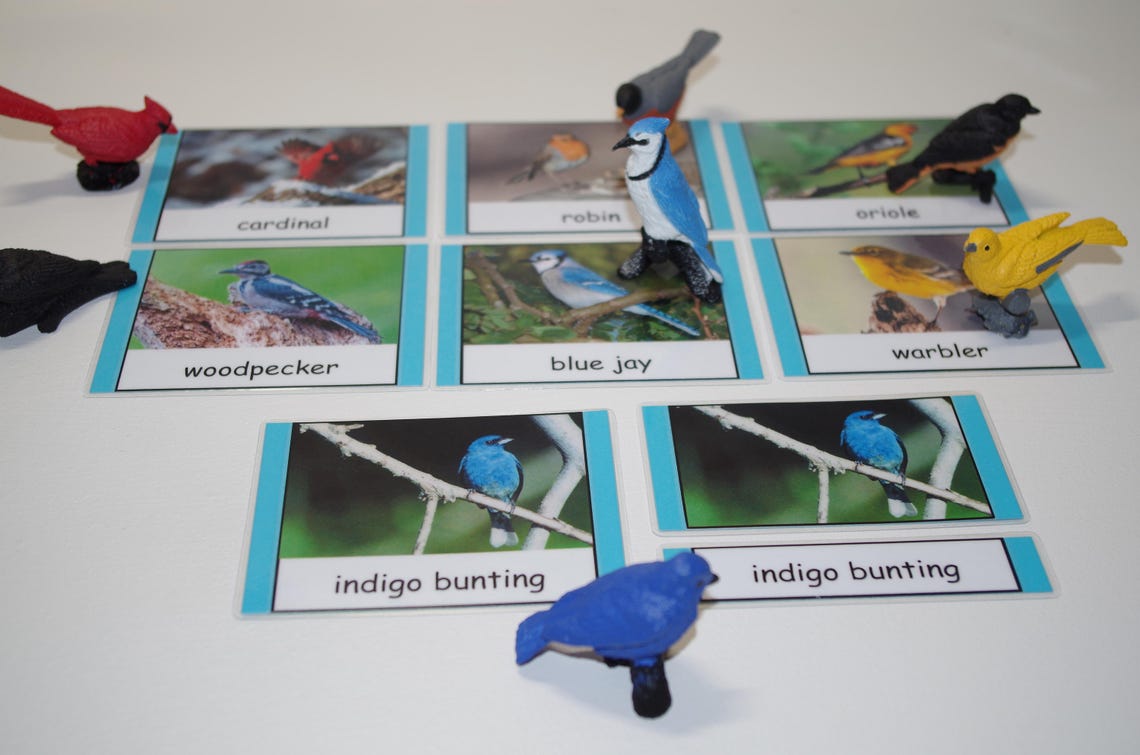 Backyard Birds Safari Toob Montessori matching activity | Etsy
