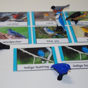 Backyard Birds Safari Toob -- Montessori Matching Activity - Etsy