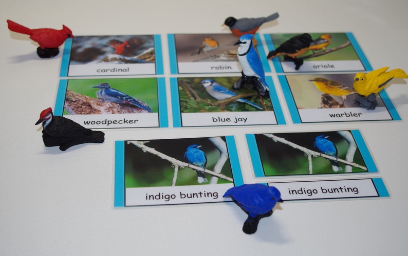 Backyard Birds Safari Toob Montessori matching activity | Etsy