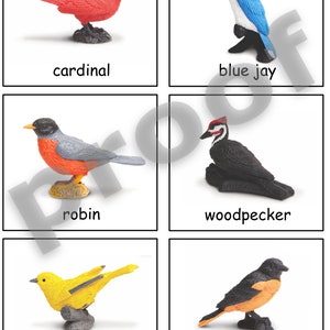 Backyard Birds Safari Toob - Montessori 3-part Cards PDF File ...