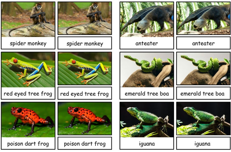 Animals of the Seven Continents Montessori 3-part cards PDF | Etsy