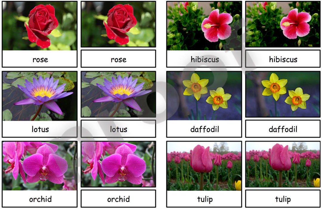 Flowers Safari Toob Montessori 3-part Cards PDF File - Etsy