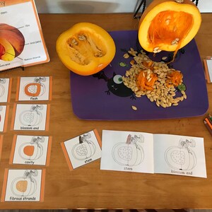 Parts of a Pumpkin PDF Diagram, 3-part Cards and Coloring Booklet ...