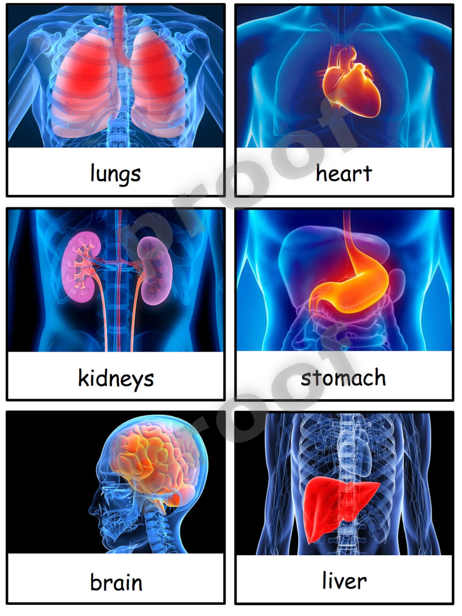 Human Organs Safari Toob Montessori 3-part Cards PDF File--human ...