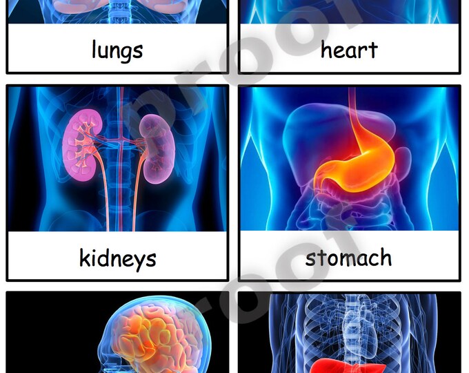 Human Organs Safari Toob Montessori 3-part Cards PDF File--human ...