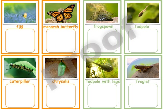 Life Cycle Match Bundlemontessori Life | Etsy