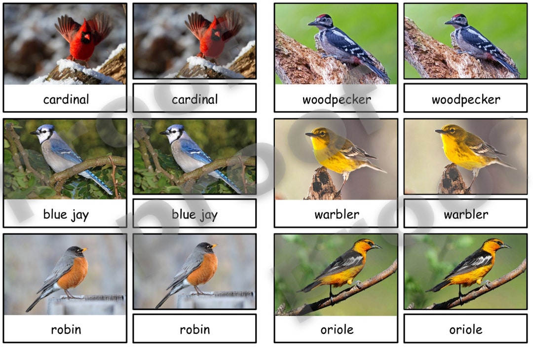 Backyard Birds Safari Toob - Montessori 3-part Cards PDF File ...