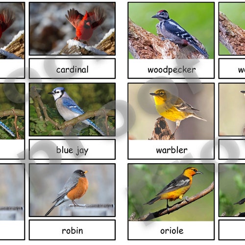 Backyard Birds Safari Toob Montessori 3-part Cards - Etsy