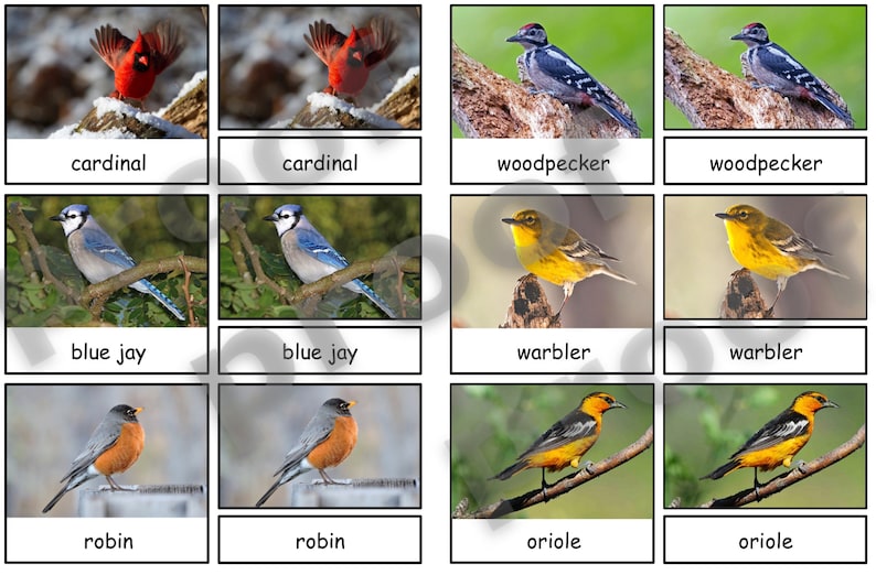 Backyard Birds Safari Toob - Montessori 3-part Cards PDF File ...