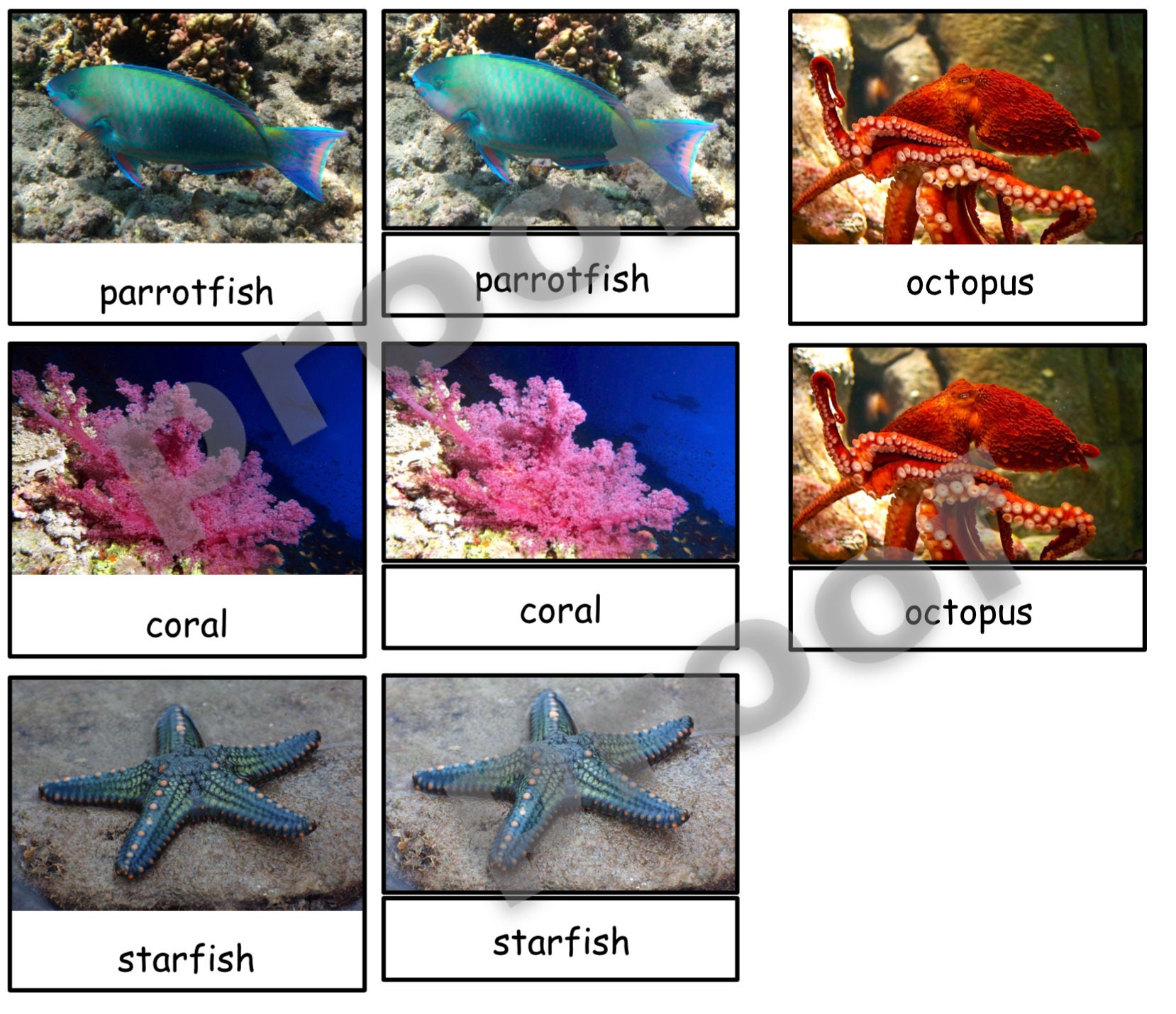 Coral Reef Safari Toob Montessori 3-part Cards -- Coral Reef Toob ...