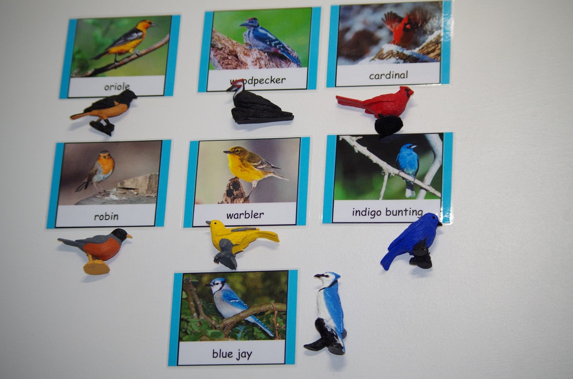 Backyard Birds Safari Toob Montessori matching activity | Etsy