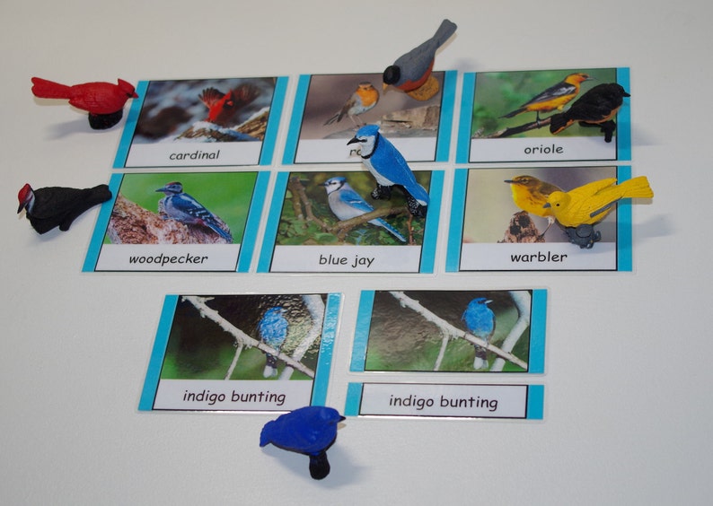 Backyard Birds Safari Toob Montessori matching activity | Etsy