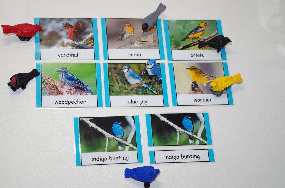 Backyard Birds Safari Toob -- Montessori Matching Activity - Etsy