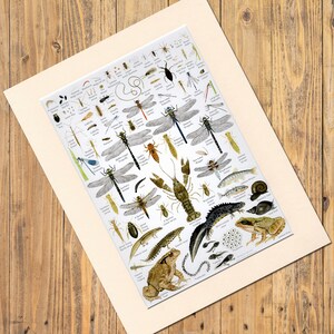 British Pond & Stream A4 Identification Chart, Wildlife Card, Insects ...
