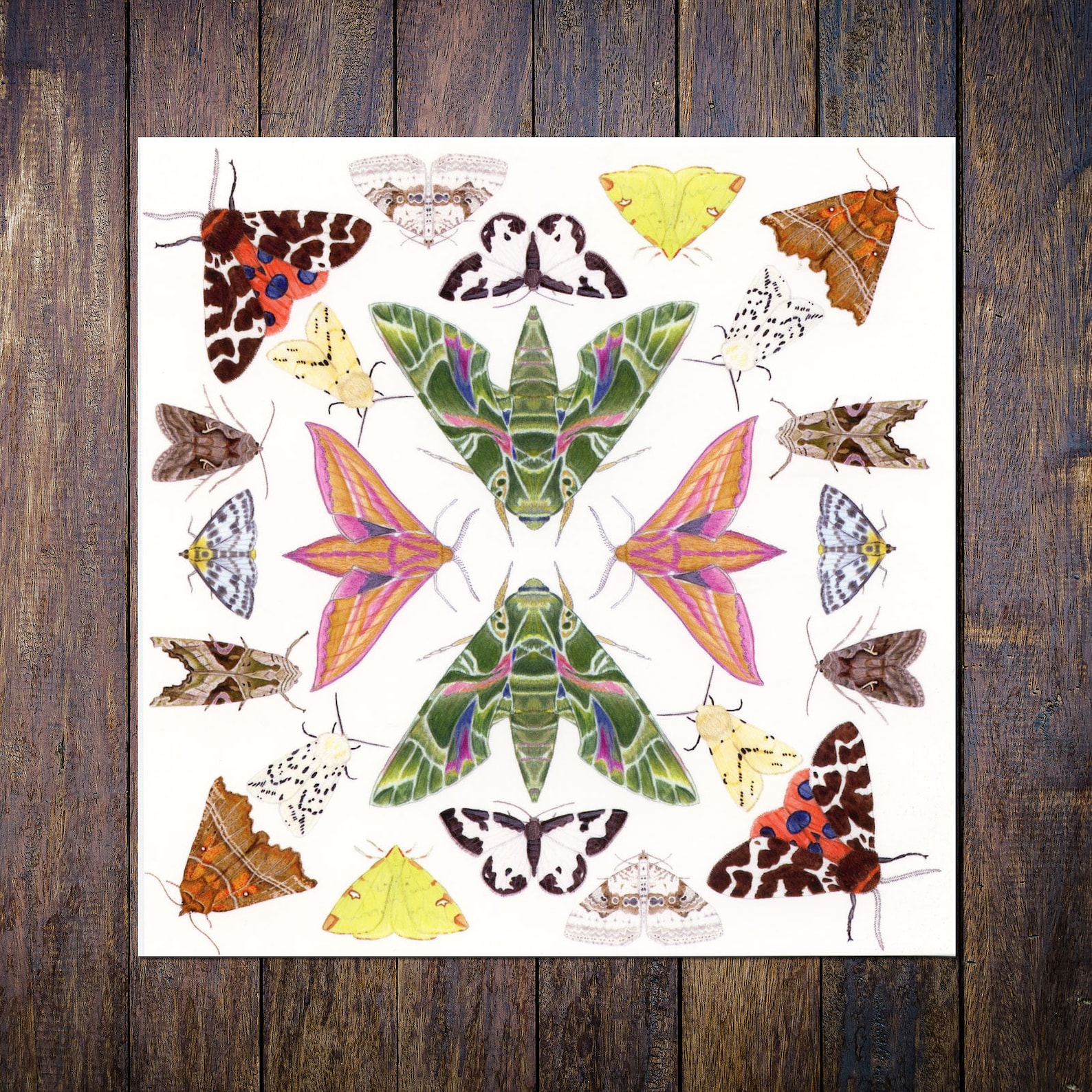 Moth Card Moths Square Blank Greetings Card Hawk Moths | Etsy