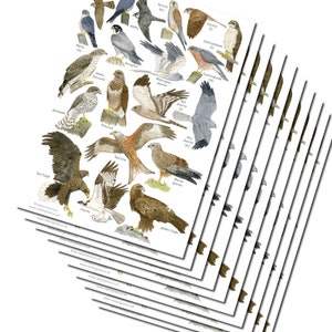British Birds of Prey A5 Identification Chart, Wildlife Card, Postcard ...