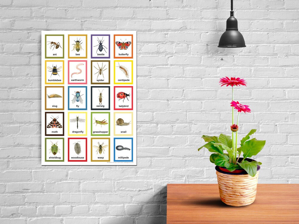 Garden Minibeasts A3 Identification Poster Childrens Insect - Etsy UK