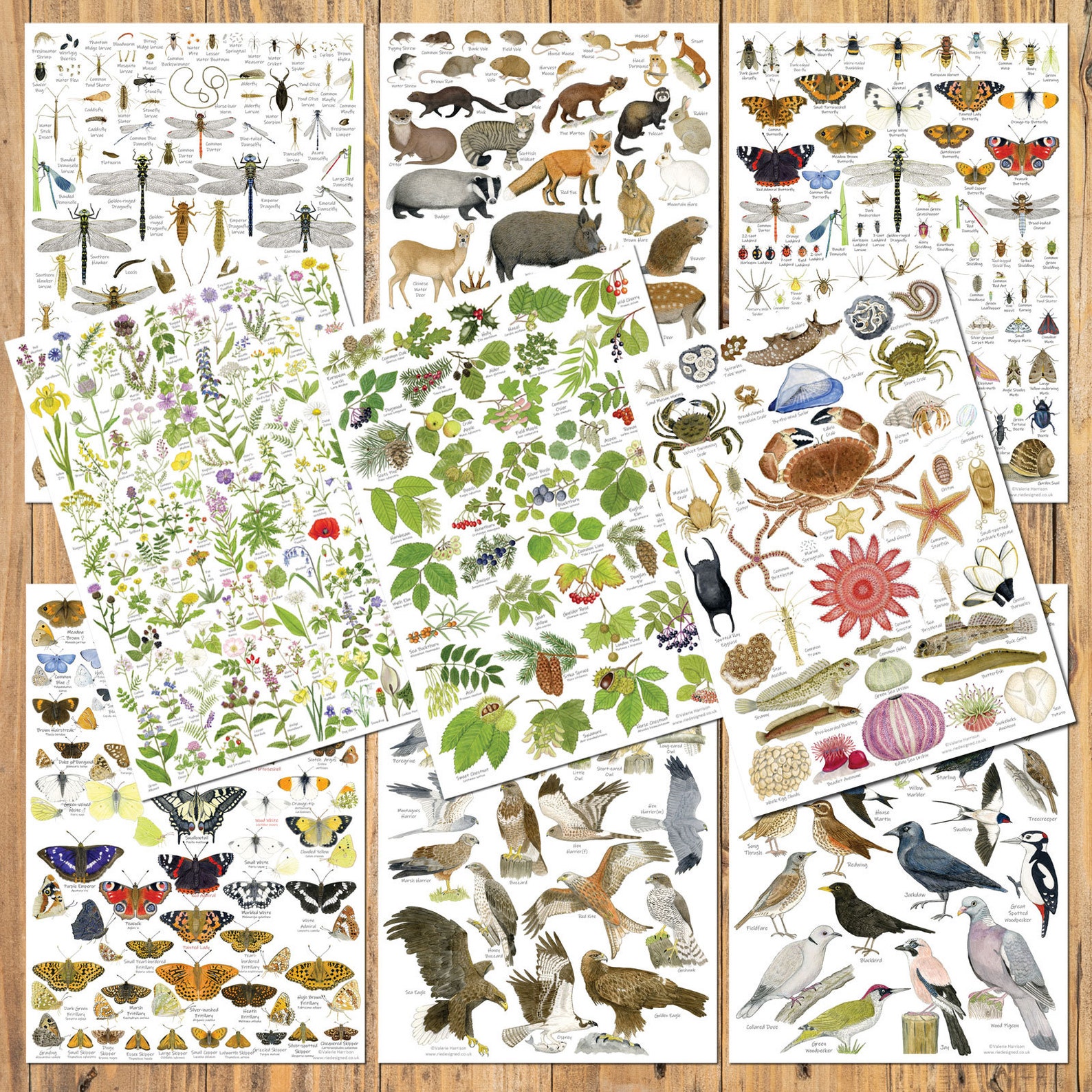 British Pond & Stream A3 Identification Poster, Insect Chart, Bugs Art ...