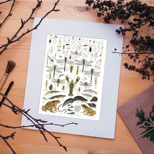 British Pond & Stream A3 Identification Poster, Insect Chart, Bugs Art ...