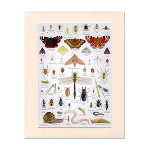 British Insects A4 Identification Chart, Wildlife Card, Bugs Poster ...