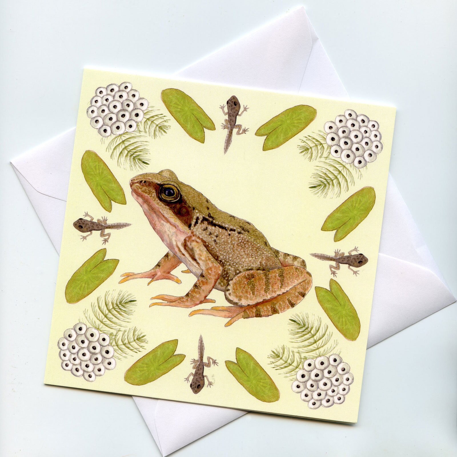 Common Frog Card Frog Lifecycle Square Blank Greetings Card - Etsy UK