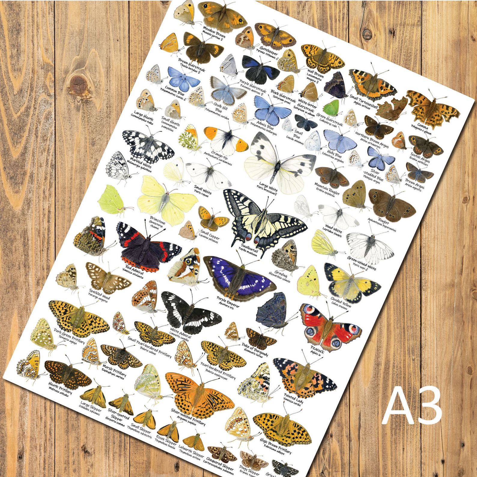 British Butterflies A3 Identification Poster, Insect Chart, Bugs Art ...