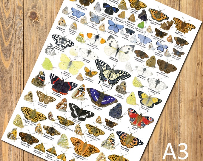 British Butterflies A3 Identification Poster, Insect Chart, Bugs Art ...