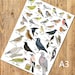 Set of 9 A3 Nature Identification Posters, Wildlife Charts, Art Prints ...