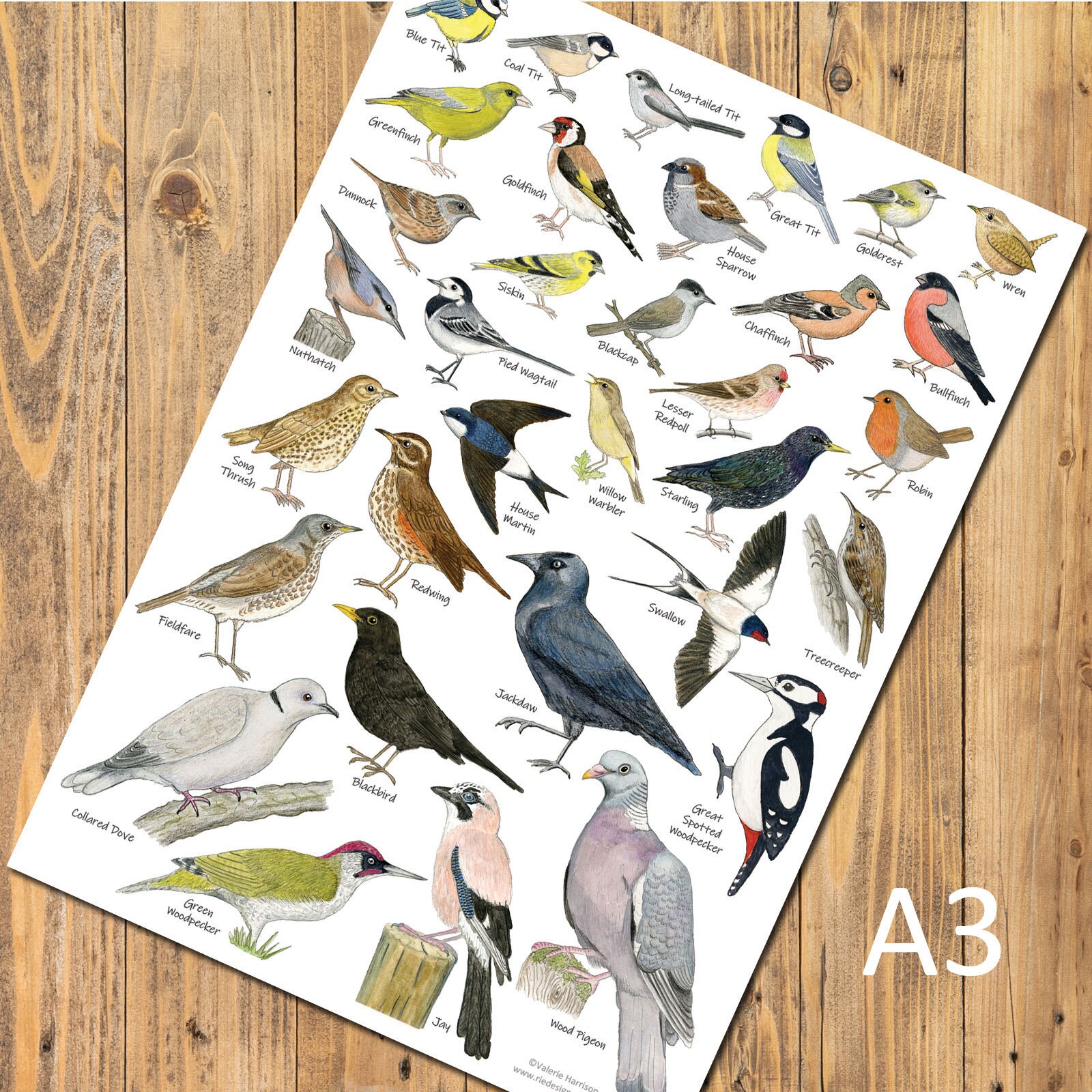 Set of 8 A3 Nature Identification Posters, Wildlife Charts, Art Prints ...