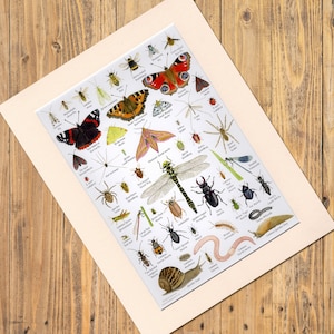 British Insects A4 Identification Chart, Wildlife Card, Bugs Poster ...