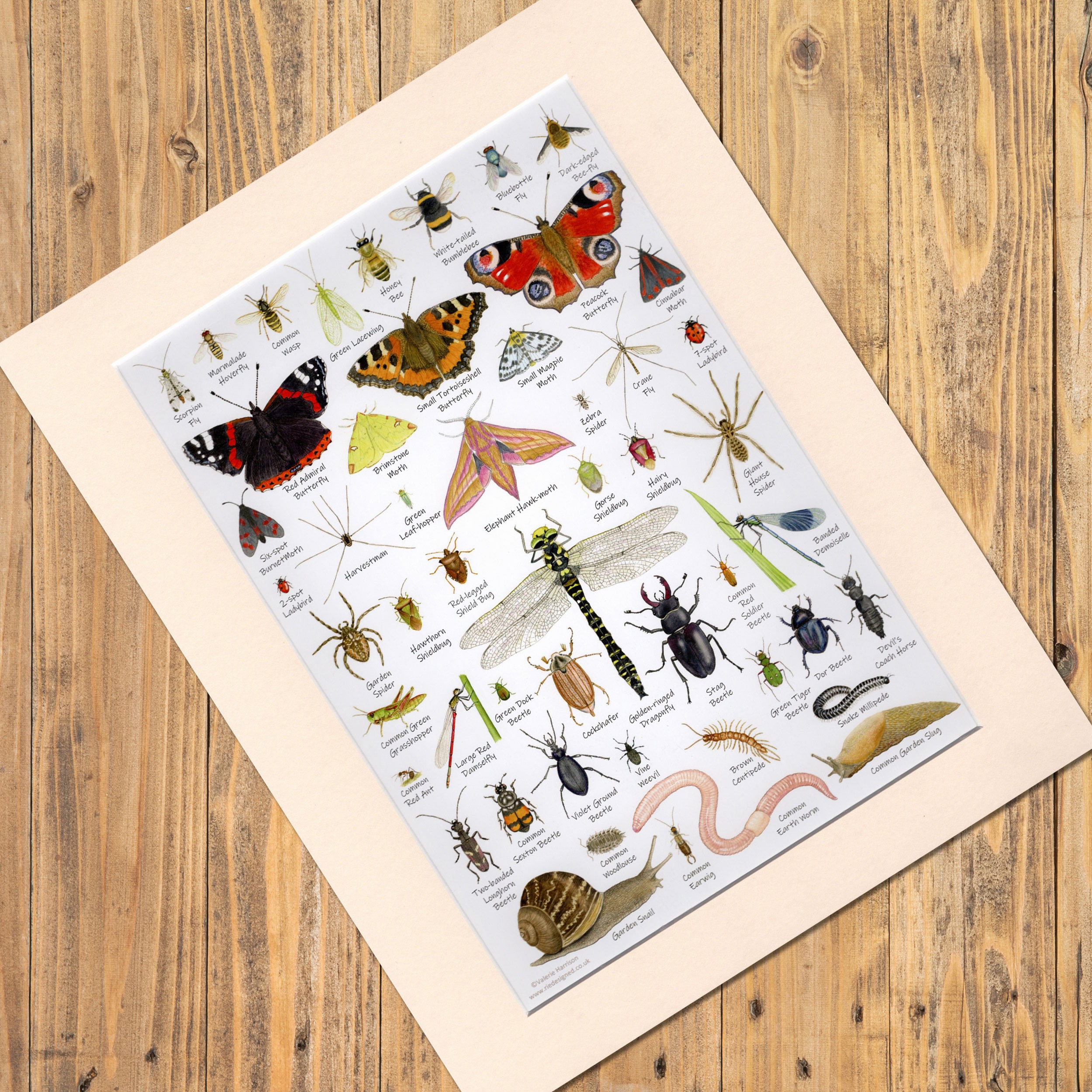 British Insects A4 Identification Chart, Wildlife Card, Bugs Poster ...