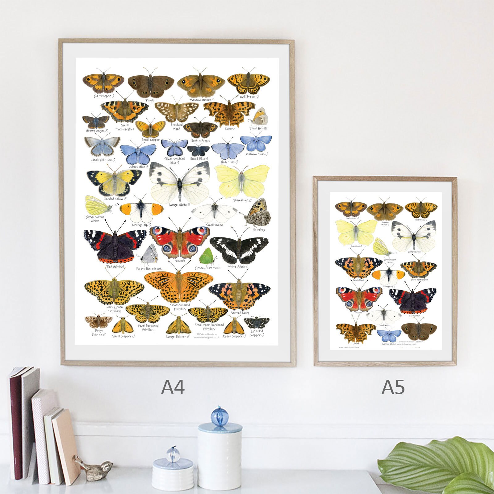 British Butterflies A4 Identification Chart Wildlife Card - Etsy