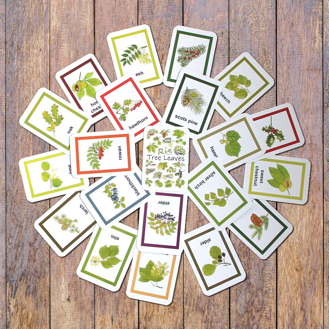 British Tree Leaves Flash Cards, 20 Childrens Identification Cards ...