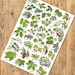 British Tree Leaves Wildlife A3 Poster Art Print, Nature Identification ...