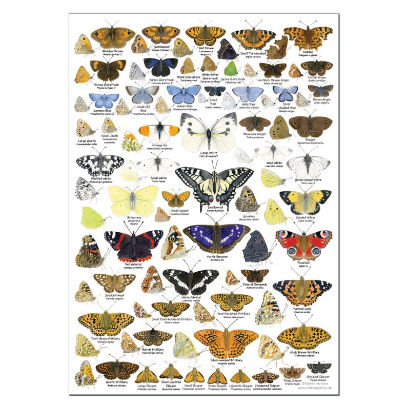 British Butterflies A3 Identification Poster, Insect Chart, Bugs Art ...