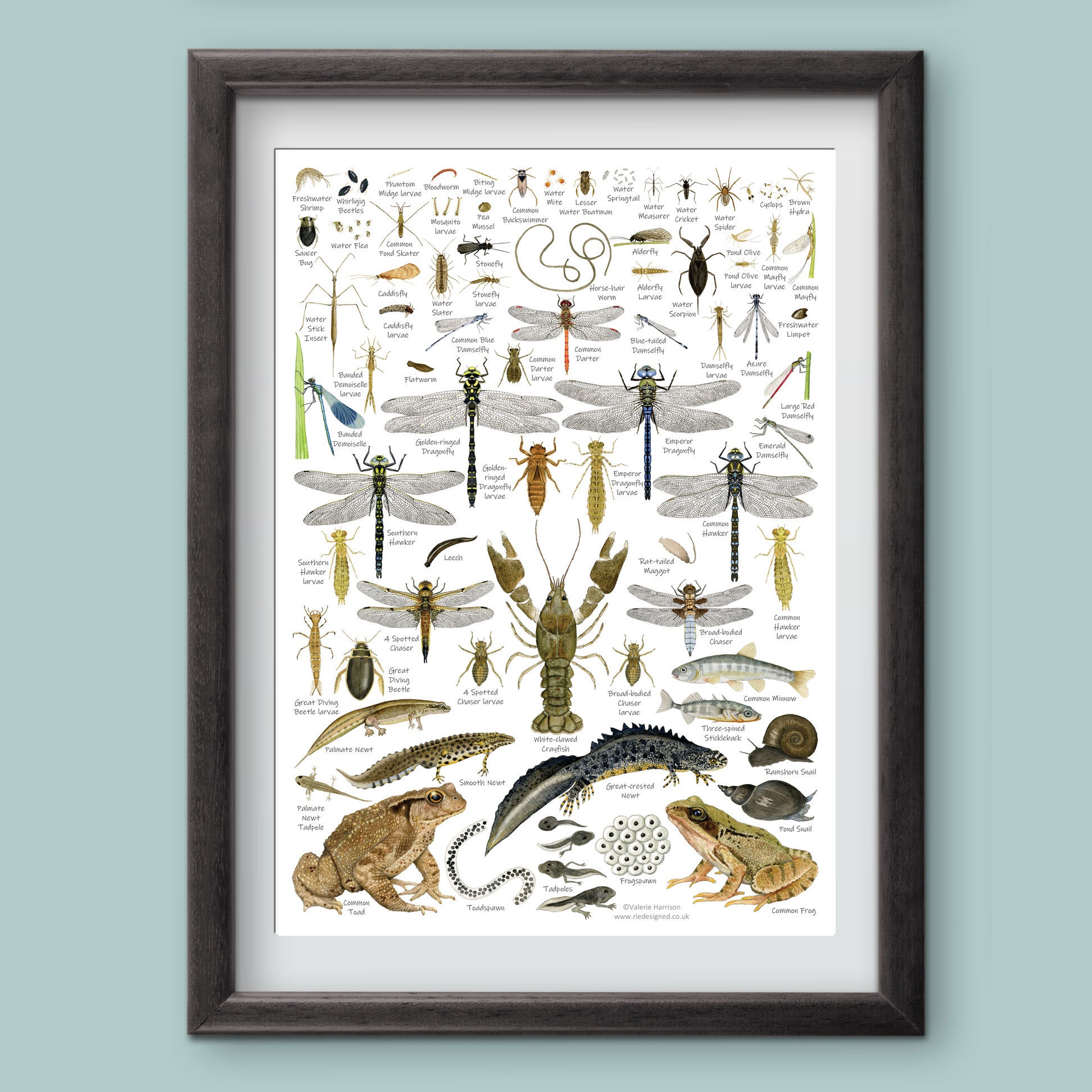 Pond Life Identification Chart