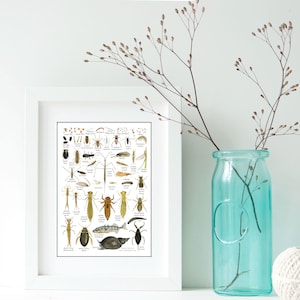 Pond & Stream A5 Art Print, Card, Pondlife Postcard, Identification ...