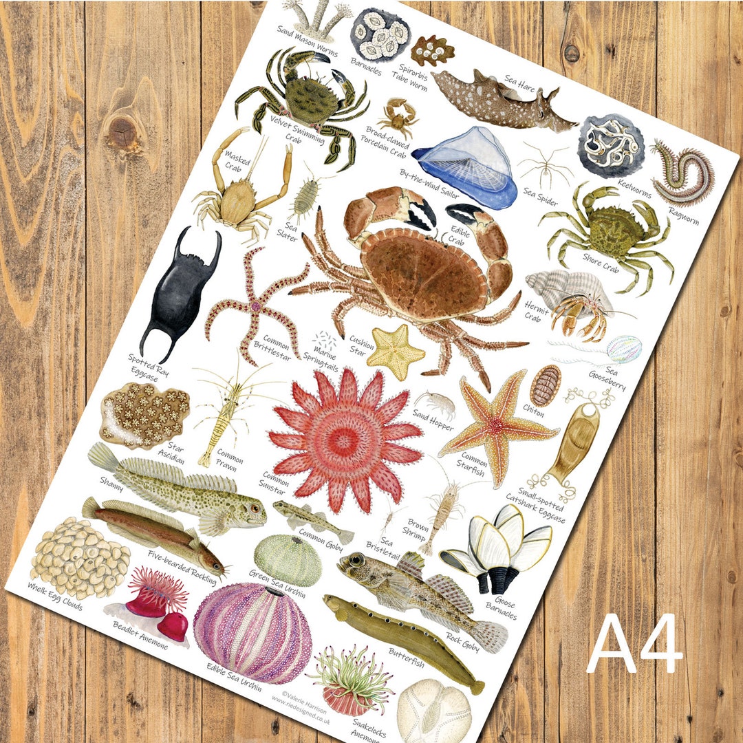 British Seashore A4 Identification Chart, Wildlife Card, Beachcombing ...