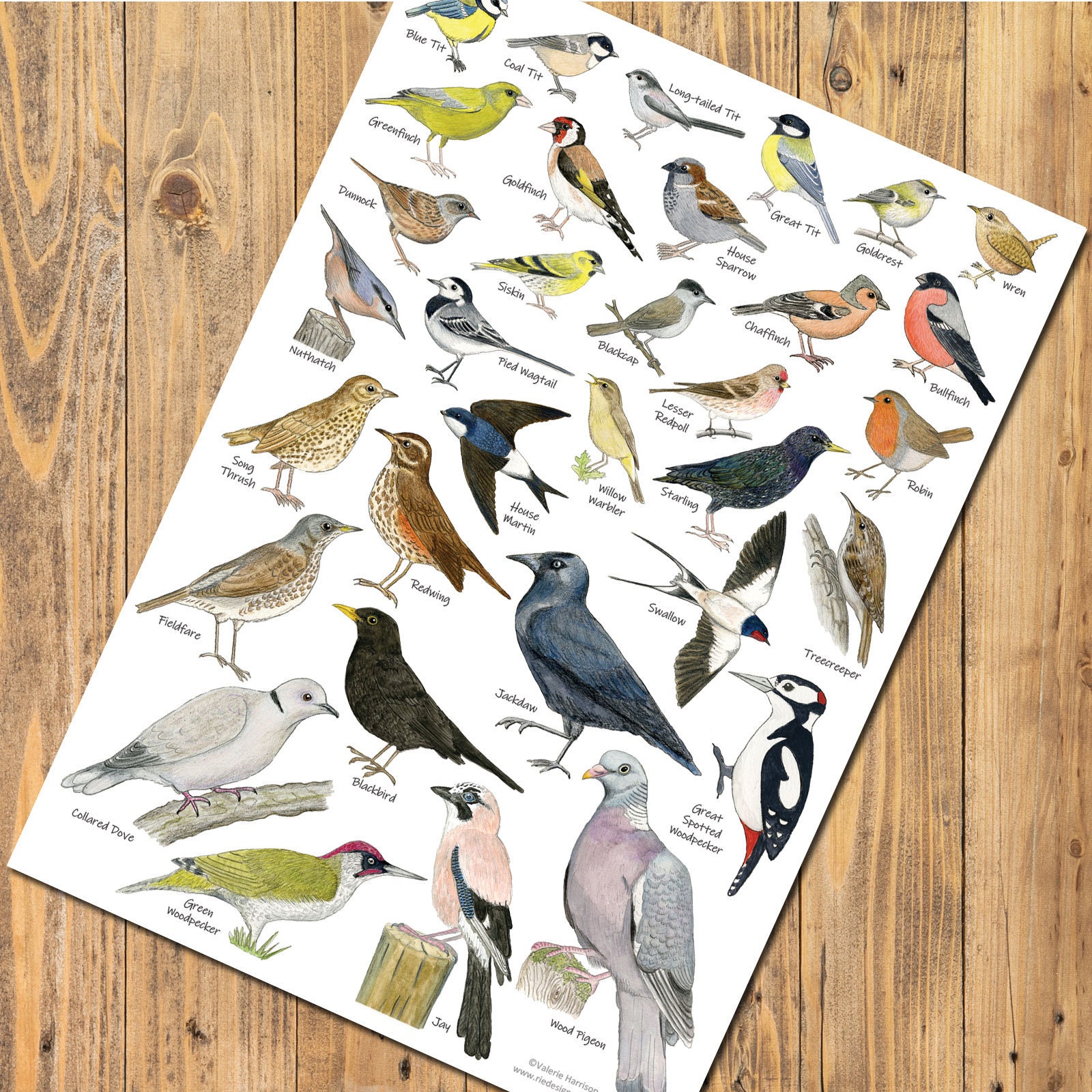 British Garden Birds A3 Identification Poster Wildlife Chart - Etsy UK