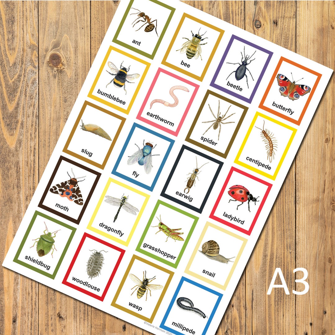 Garden Minibeasts A3 Identification Poster, Childrens Insect Chart ...