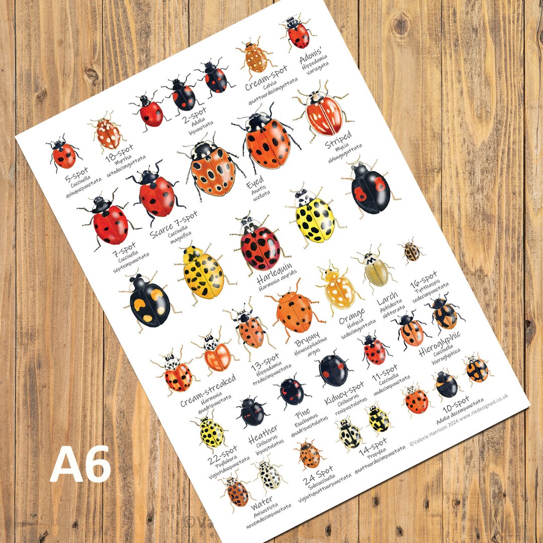 British Ladybirds A6 Chart, Insects Card, Pocket Bug Postcard ...