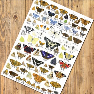 British Butterflies A3 Identification Poster, Insect Chart, Bugs Art ...