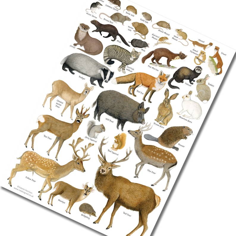 British Land Mammals A3 Identification Poster Wildlife Chart - Etsy UK