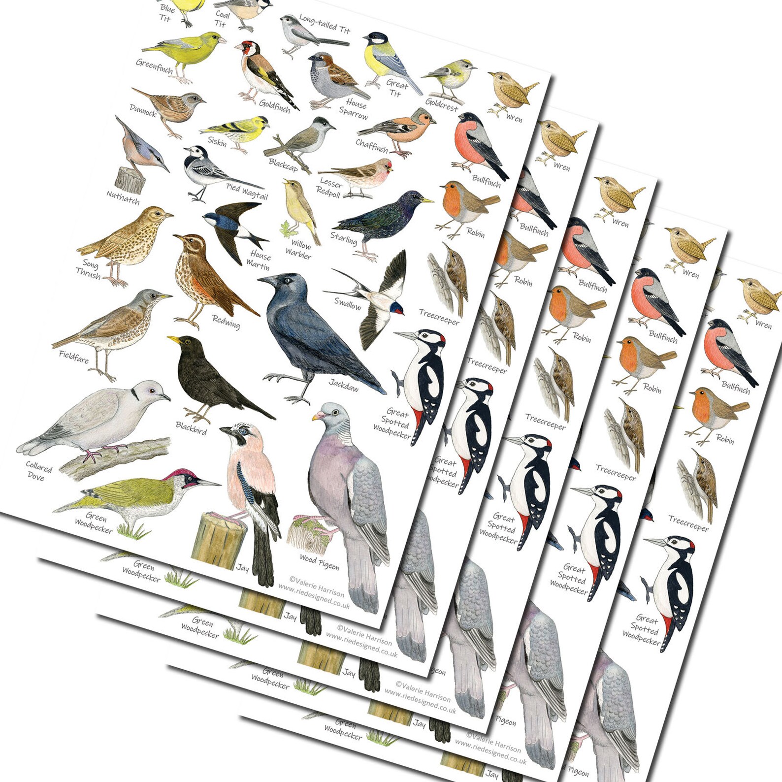 British Garden Birds A5 Identification Chart, Wildlife Card, Postcard ...