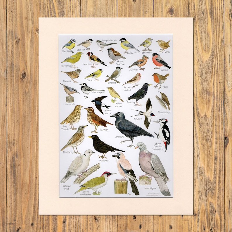 British Garden Birds A4 Identification Chart, Wildlife Card, Bird ...