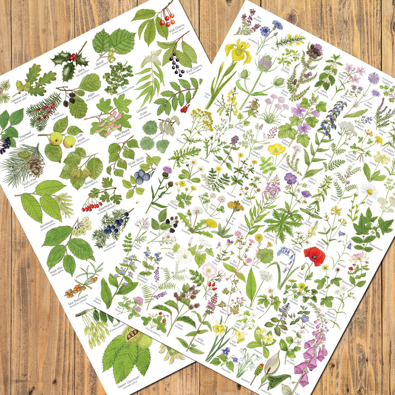British Wild Flowers Wildlife A3 Poster Art Print, Nature ...
