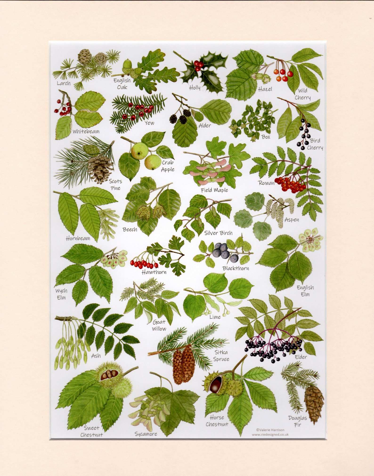 British Tree Leaves A4 Identification Chart, Wildlife Card, Nature ...