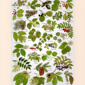 British Tree Leaves A4 Identification Chart, Wildlife Card, Nature ...